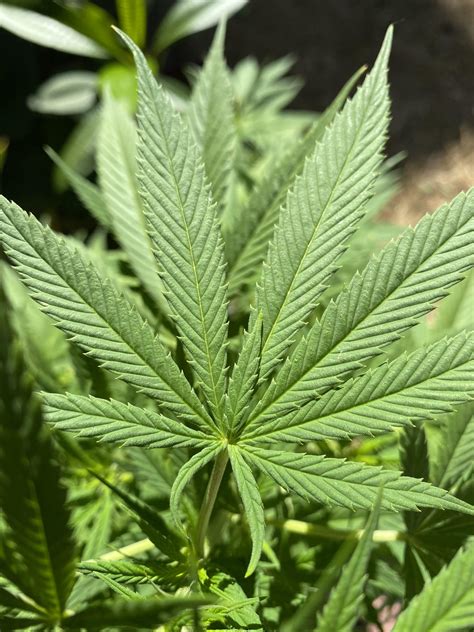 Is There A Name For This Mutation It S Beautiful R Trees