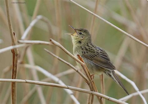 Grasshopper Warbler 3319 Birdforum