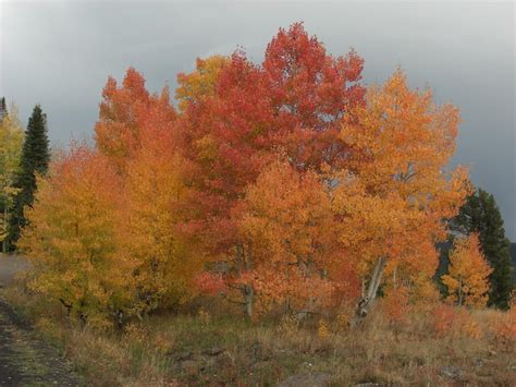 File Fall Foliage Grand Mesa Colorado  Wikitravel