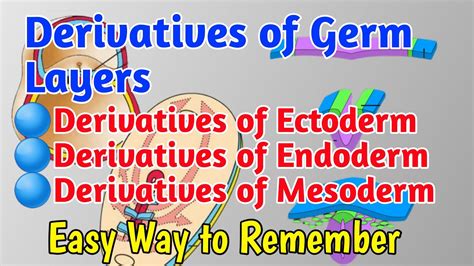 Germ Layers Derivatives Easy Learning Derivatives Of Germ Layers
