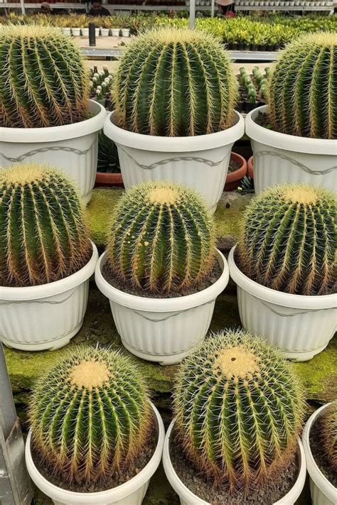 Golden Barrel Cactus Care A Growers Guide Artofit
