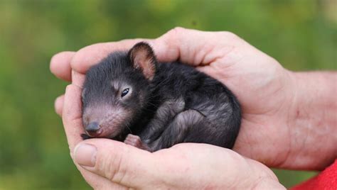 Newborn Tasmanian Devil