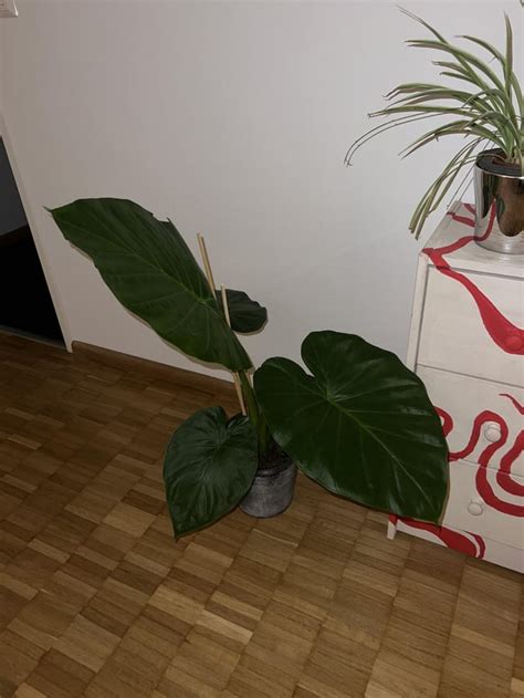 Alocasia Behaving Weird Rplantclinic