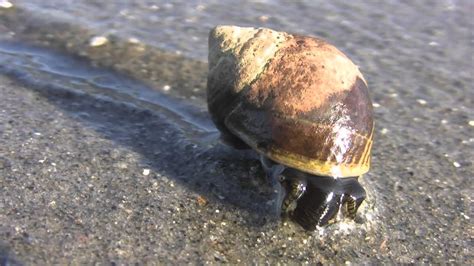 Sea Snail Everything You Need To Know With Photos Videos