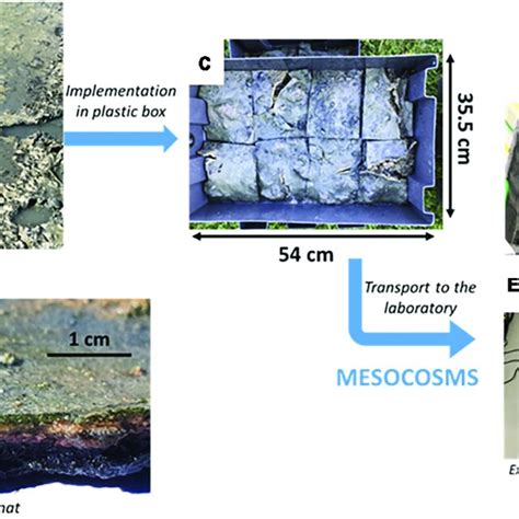 In Situ Sampling Of The Microbial Mats For Mesocosms Experiment Download Scientific Diagram