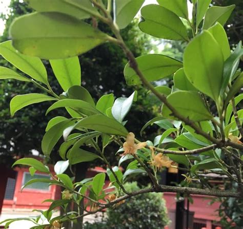 一之宮 貫前神社に参拝に行ってきた群馬オススメ観光 草の実堂