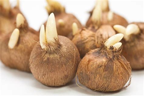 Conserver ses bulbes comment faire et à quel moment Débroussaillez