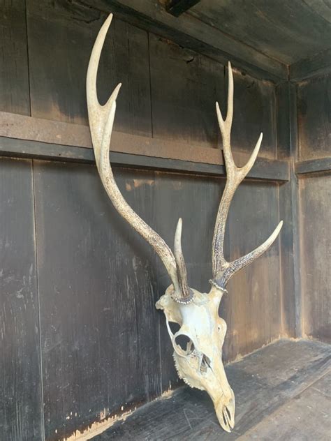 リアル 鹿 スカル ヘッド 本物の鹿の頭蓋骨 シカ角オブジェ ドクロ ディア ホーン オブジェ 売買されたオークション情報yahooの商品