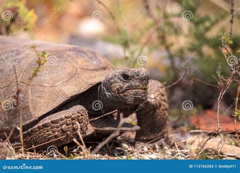 Florida Gopher Tortoise Gopherus Polyphemus Stock Image Image Of
