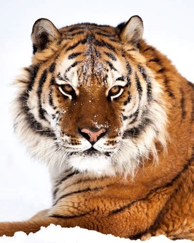 Amur Tiger By © Suhaderbent Tumbex