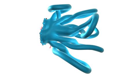 3d Model Glomerulus