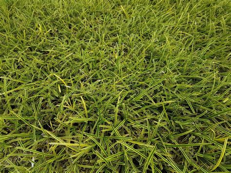 Full Frame Of Thin Green Leaves Plant Background Stock Image Image Of