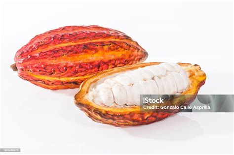 테오브로마 카카오 코코아 나무의 유기농 코코아 과일 흰색 배경에 사진 꼬투리에 대한 스톡 사진 및 기타 이미지 꼬투리 대형