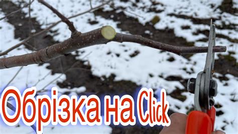 Обрізка яблуні та груші Обрізка на Click Обрізка яблуні на М9 та