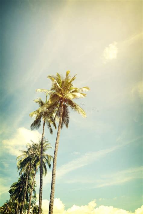 Coconut Palm Tree On Tropical Beach Blue Sky Stock Image Image Of