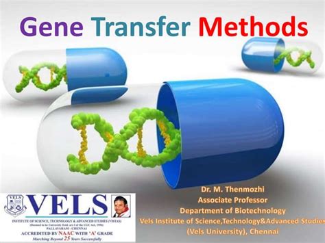 Microinjection Gene Transfer Method Pptx
