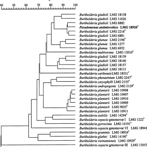 Dendrogram Derived From The Unweighted Pair Group Average Linkage Of