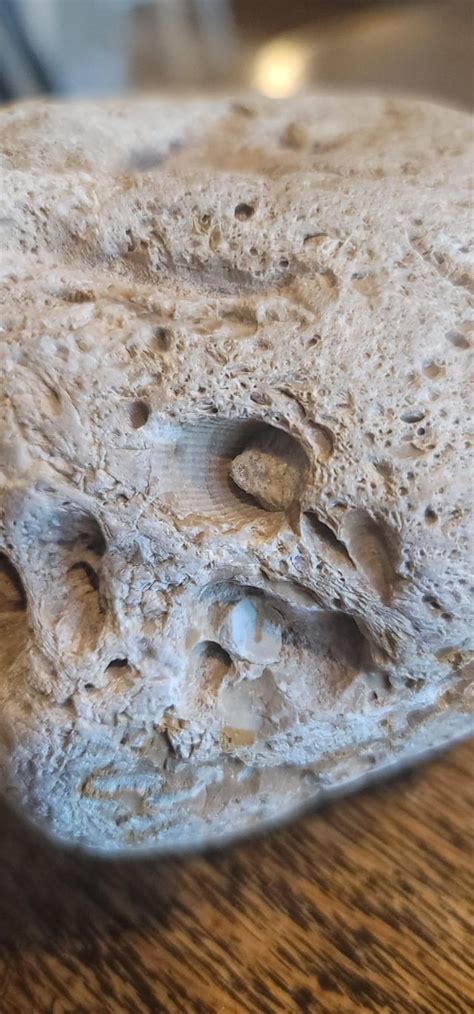 Ball Of Fossils Rrockhounds
