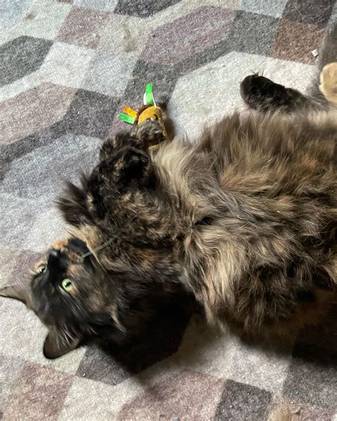 Missing Cat Update Mrs Poofy Has Been Found This Bane Of My Existence