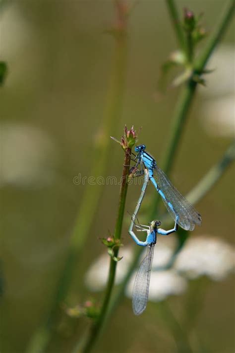 Mating Season Of Blue Dragonflies Stock Image Image Of Odonata Outdoor 369894185