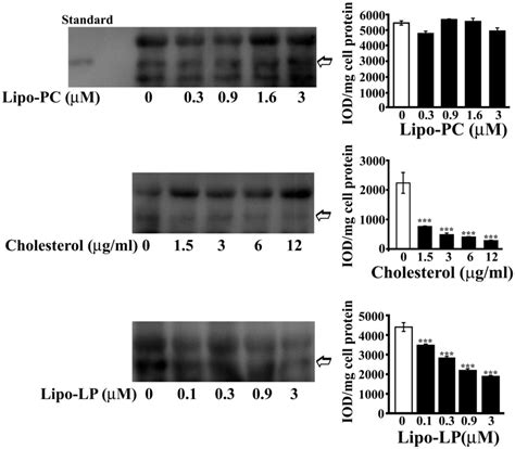 Haptoglobin Secretion By U 87 Mg U 87 Mg Were Incubated Into Six