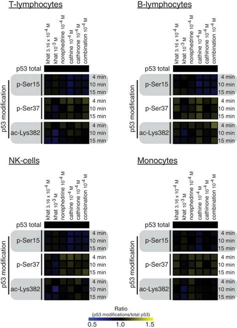 P53 Post Translational Modifications Relative To Total P53 Experiments