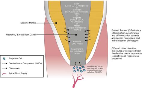 Schematic Drawing Representing The Influence Of Dentin Matrix