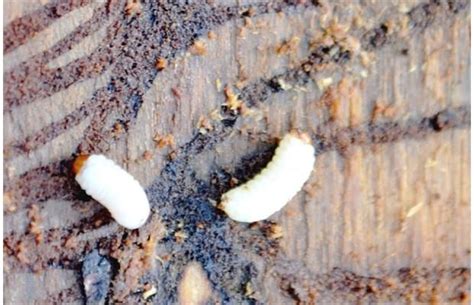 Spruce Beetle Outbreak Next Threat To Forests North And East Of Prince George Vancouver Sun