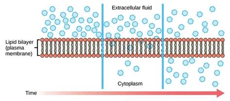 Edexcel Igcse Biology 31 Transport In Unicellular Organisms Study Notes