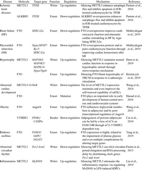 Multiple Functions Exerted By M 6 A Rna Methylation In Various