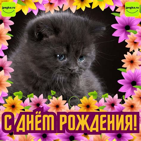 Открытки с Днём Рождения с котом: 70 красивых картинок