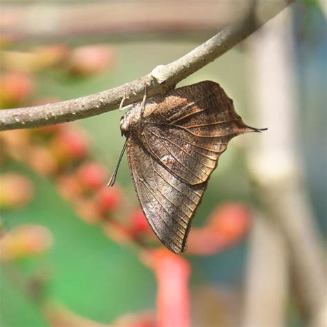 Hispaniolan Leafwing Memphis Verticordia Hübner [1831] Butterflies