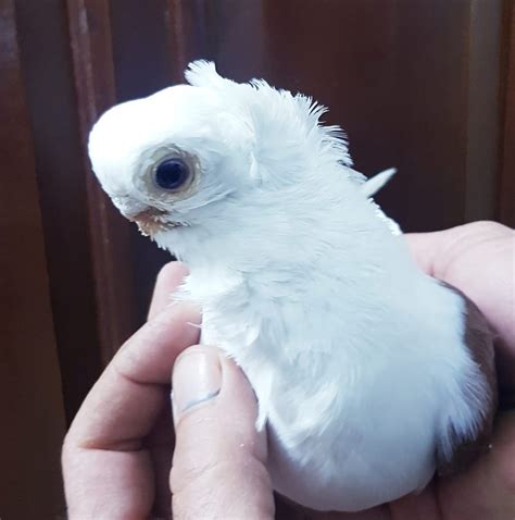 طيور جناي محترفين