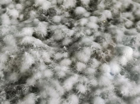 Contamination Cobweb Mold Rmushroomgrowers