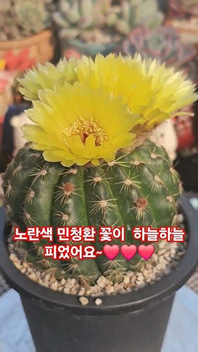 오늘도 꽃잔치~🤣🤣🤣 유나초롱 초롱맘 민청환유나 선인장 선인장꽃 자구분양 다육판매 다육집사 포항다육 Succulents 多肉植物 Youtube
