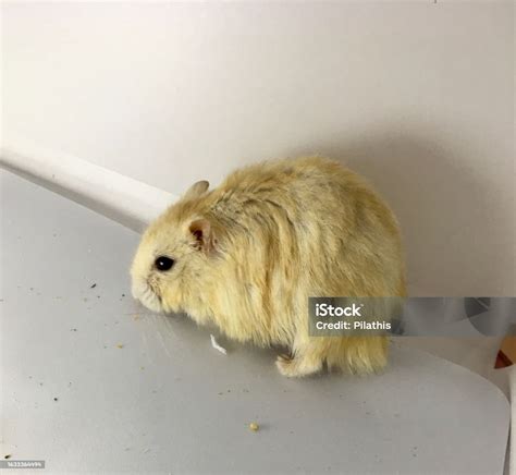 먹이를 찾는 황금 머리 햄스터 햄스터는 귀여운 작은 설치류입니다 0명에 대한 스톡 사진 및 기타 이미지 0명 곡초류 광대한 Istock