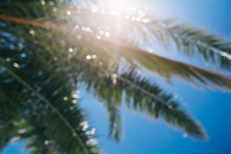 Wallpaper Id 1050535 Purity Sun Green Sunbeam Blue Close Up