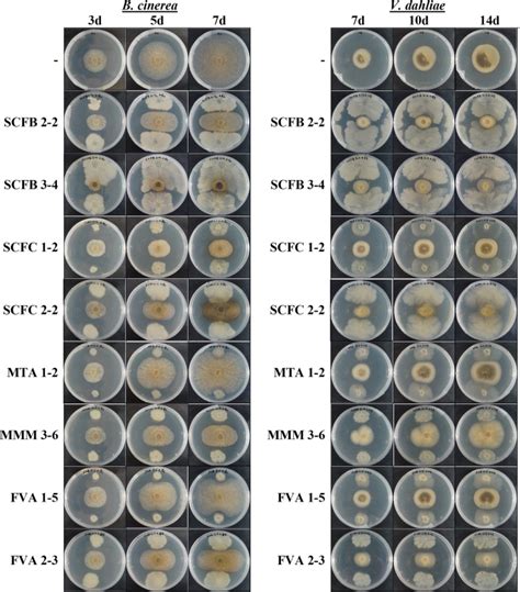 European Journal Of Plant Pathology X Mol