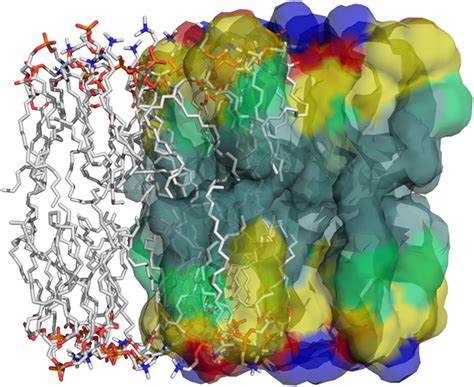 Polarizable Force Field Development For Lipids And Their Efficient Applications In Membrane