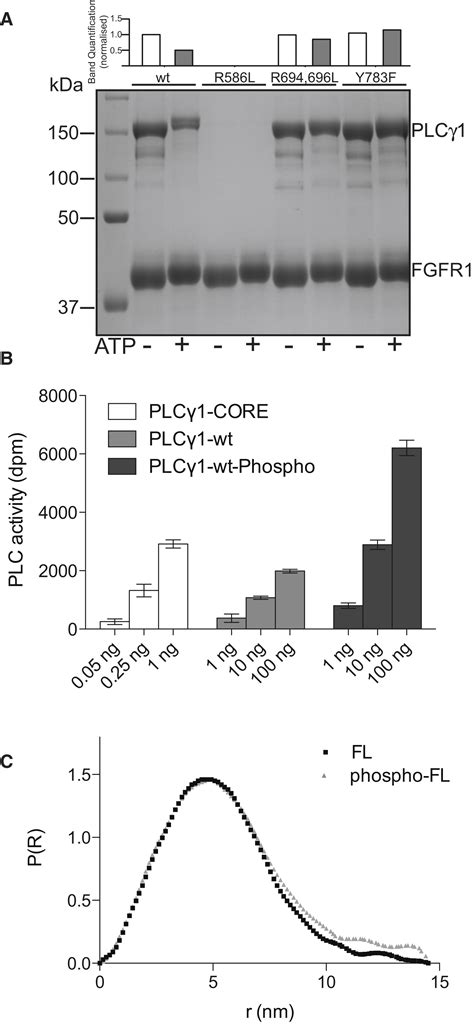 Structural And Functional Integration Of The Plcγ Interaction Domains Critical For Regulatory