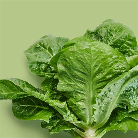 Lettuce Grow Xalbadora Romaine Lettuce Bareroot Plant 6 Pack In The
