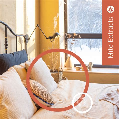 Hollisterstier Allergy On Linkedin Dustmiteallergy Indoorallergy