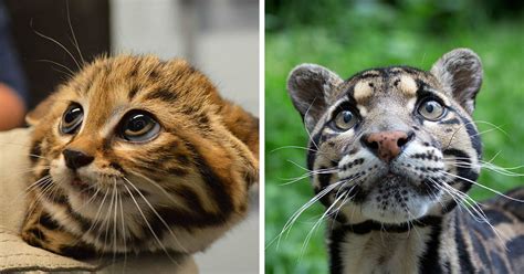 21 Rare Wild Cat Species You Probably Didnt Know Exist