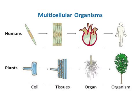 Classification System In Biology Pdf
