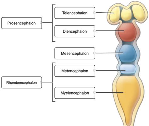 Cranial Nerves And Sensory Quiz Flashcards Quizlet