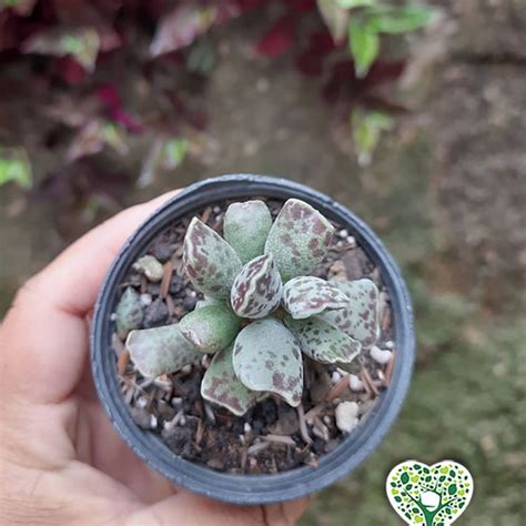 Pata De Tartaruga Adromischus Cooperi Pote 7 Elo7