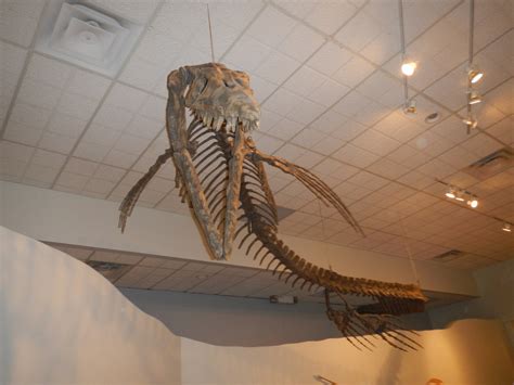 Kansas Dinosaur Fossils At Robert Dow Blog