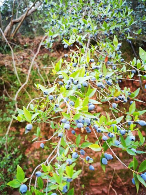 Some Wild Berries Different Color Same Taste Rforaging