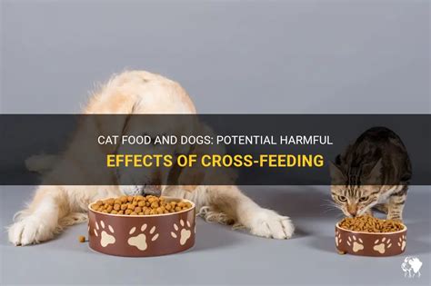 Cat Food And Dogs Potential Harmful Effects Of Cross Feeding Petshun