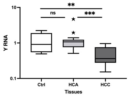 The Relative Expression Of Y Rna In Hca And Hcc Tissue Samples Using